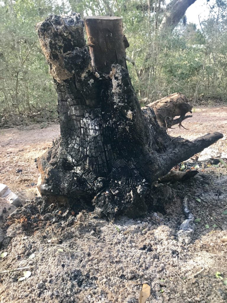 Digging Up Roots ~ Shelly D Templin